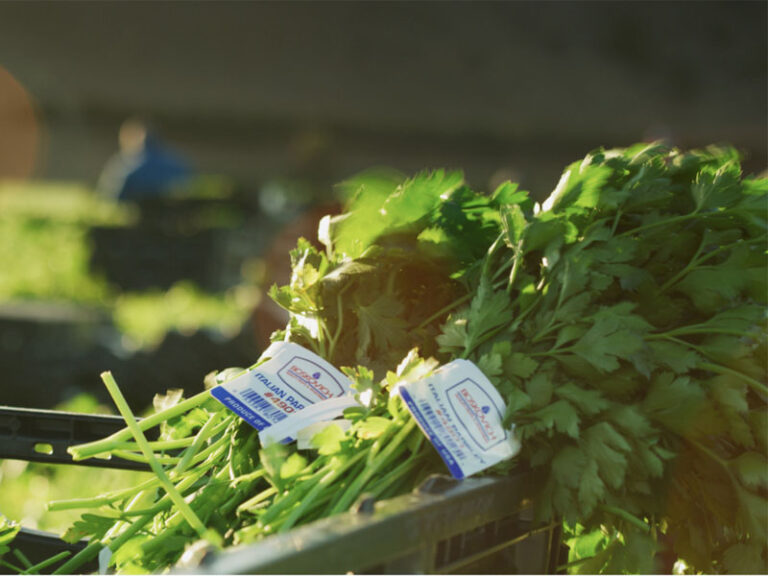 Boskovich Family Farms Products - Boskovich Farms